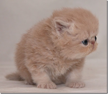 Unique: Bull Cat